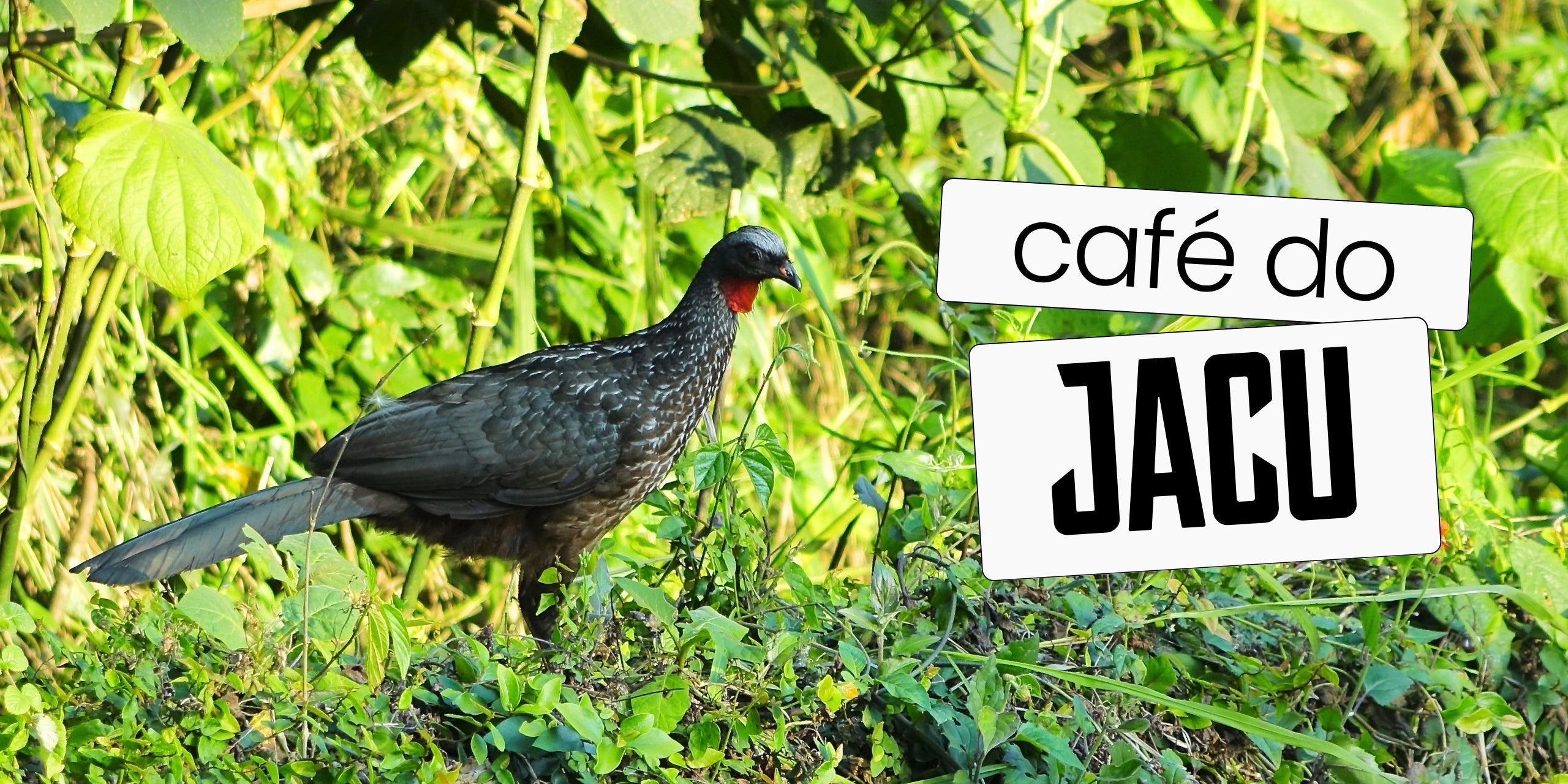 Café do Jacu: O Que É, Preço, Preparo e Onde Comprar – Rei do Café